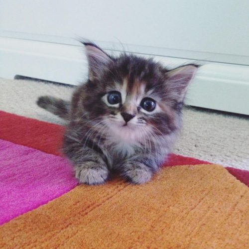 Kat Dennings Height, Age & Bio - Creeto